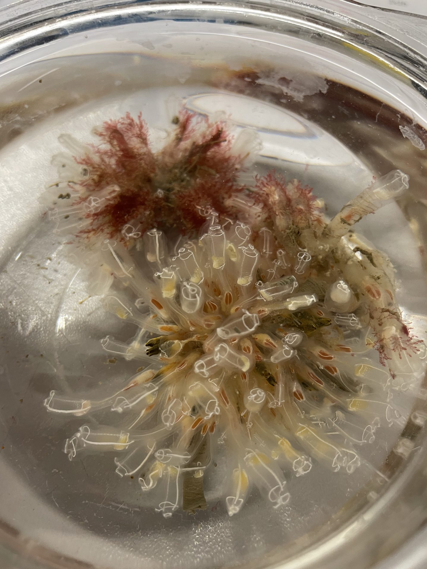 Ascidians - NoDe